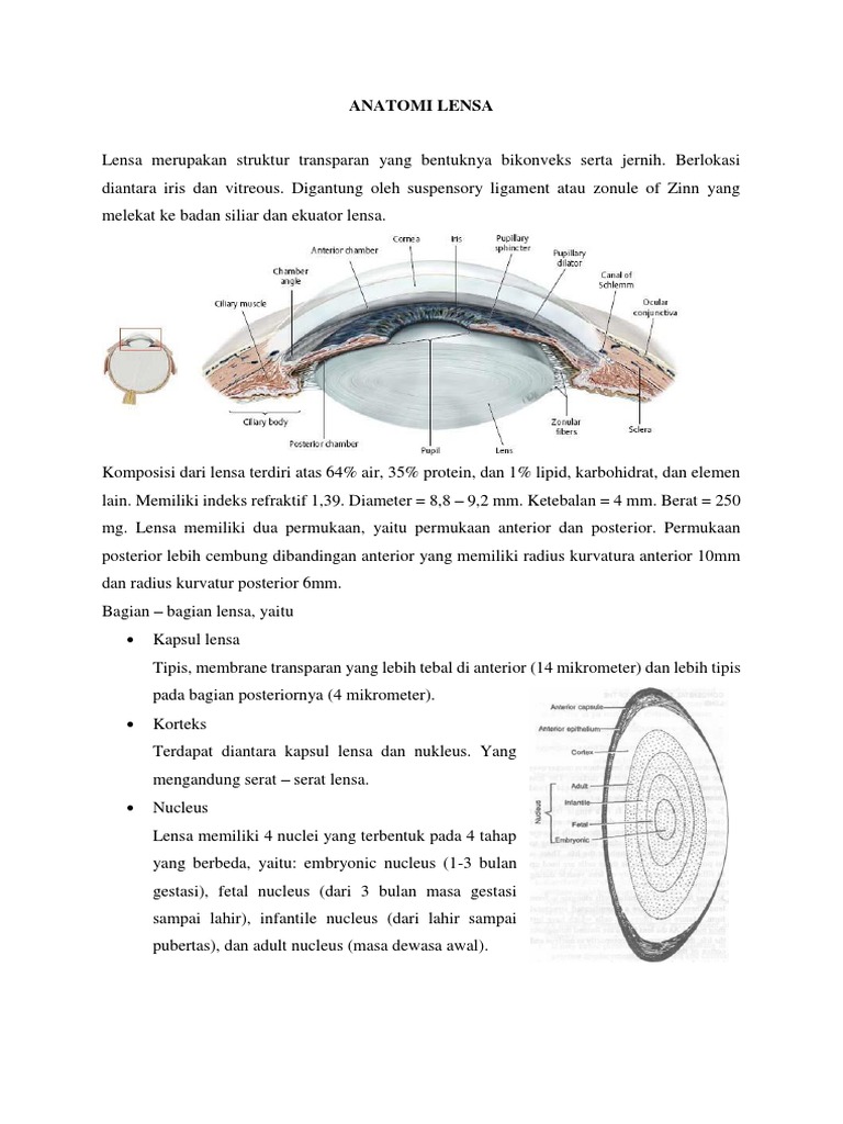 Anatomi Lensa | PDF | Sains & Matematika