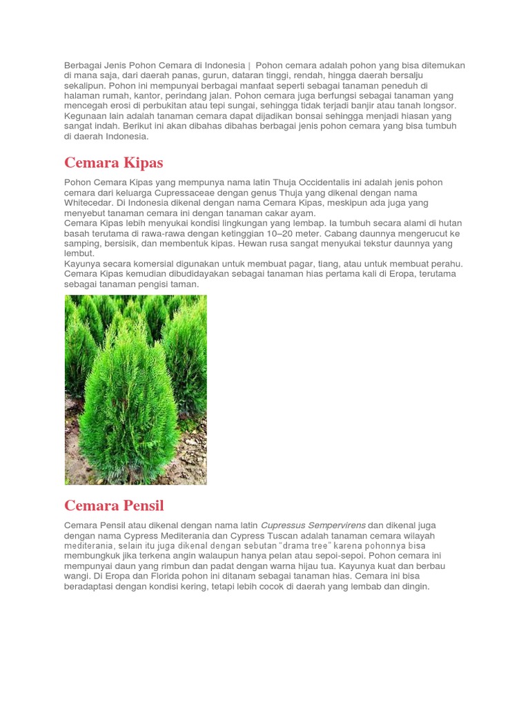 Berbagai Jenis Pohon Cemara Di Indonesia | PDF