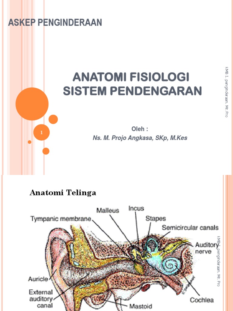 Anatomi Fisiologi Sistem Pendengaran | PDF