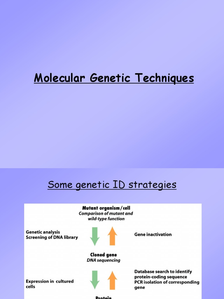 Molecular Genetic Techniques | PDF | Allele | Zygosity