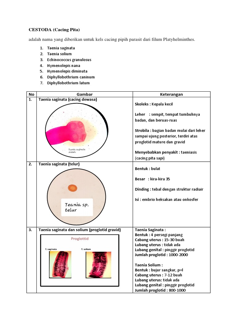 Morfologi dan Struktur Cestoda | PDF | Sains & Matematika