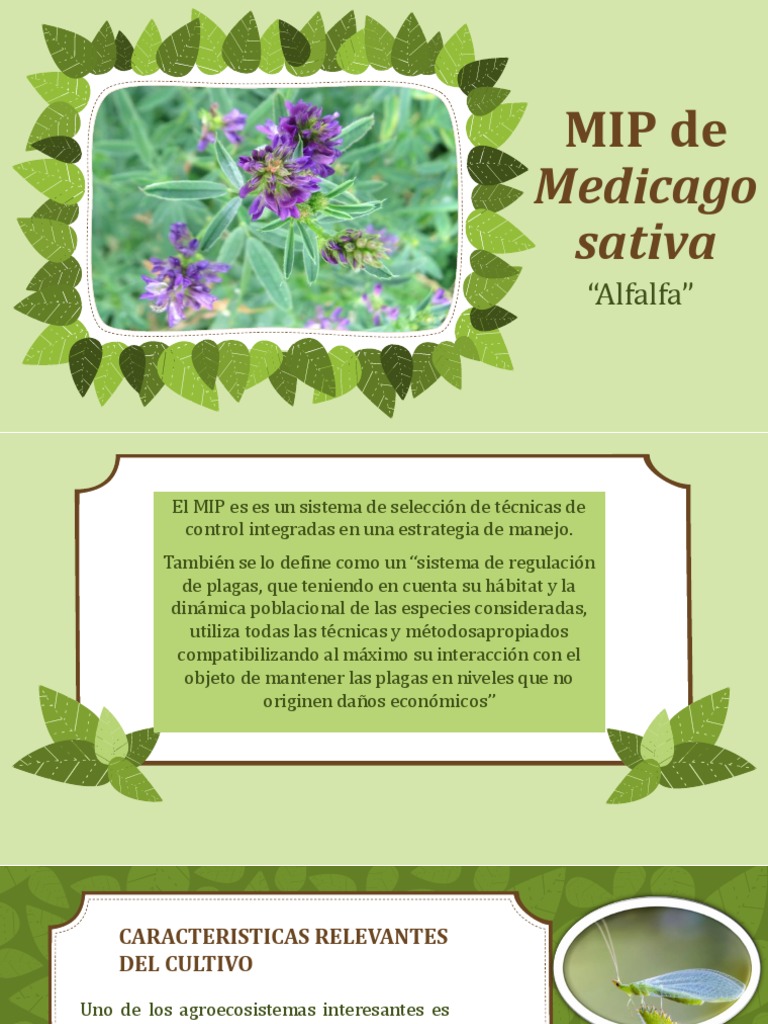 MIP para Medicago sativa: Control de Plagas | PDF | Alfalfa | Insectos