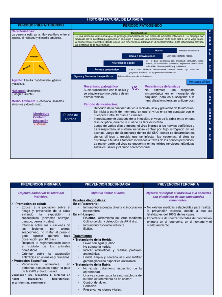 Historia Natural de La Rabia | PDF | Rabia | Virus
