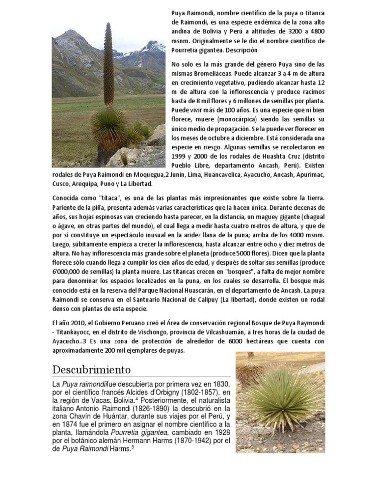 Puya Raimondi | PDF | Plantas | Horticultura y jardinería