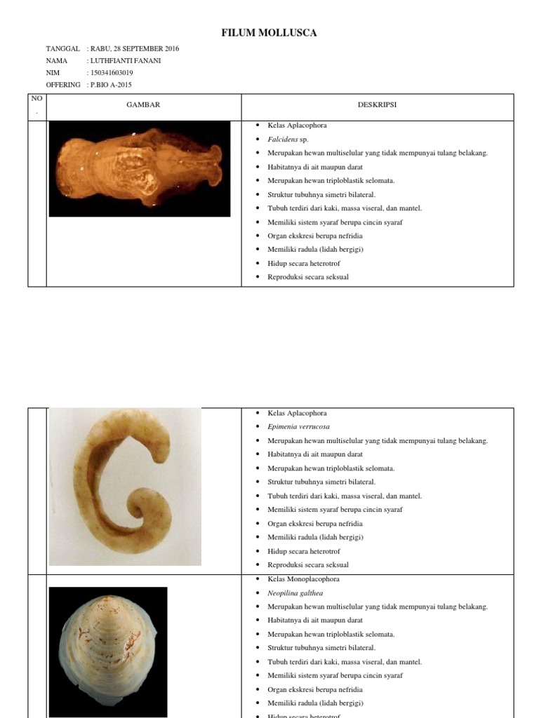 Filum Mollusca | PDF