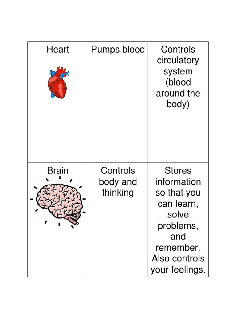 Body Works | PDF | Blood | Brain