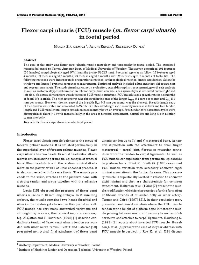 Flexor Carpi Ulnaris (FCU) Muscle in Foetal Period | PDF ...