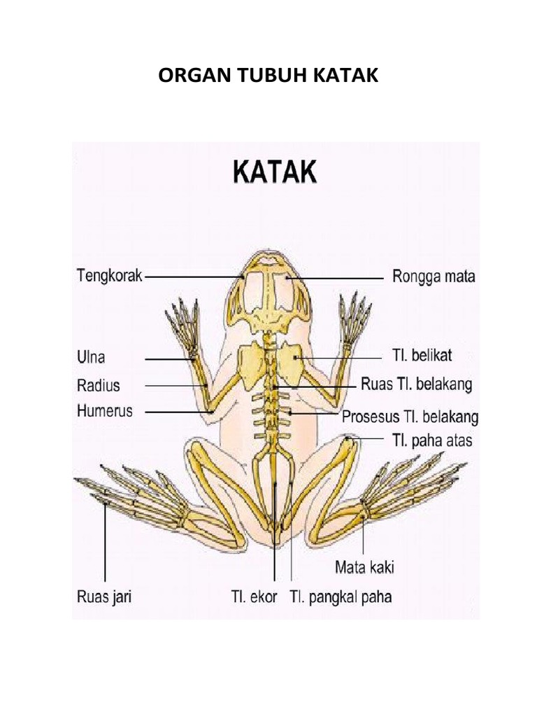 Organ Tubuh Katak | PDF