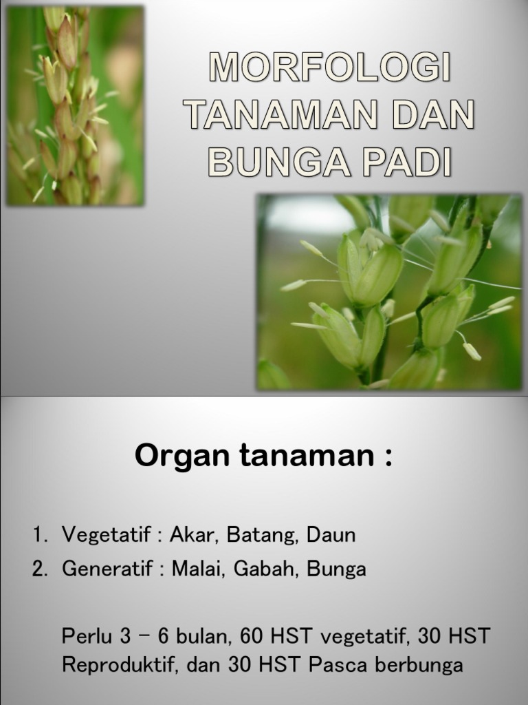 Morfologi Tanaman dan Bunga Padi | PDF | Sains & Matematika