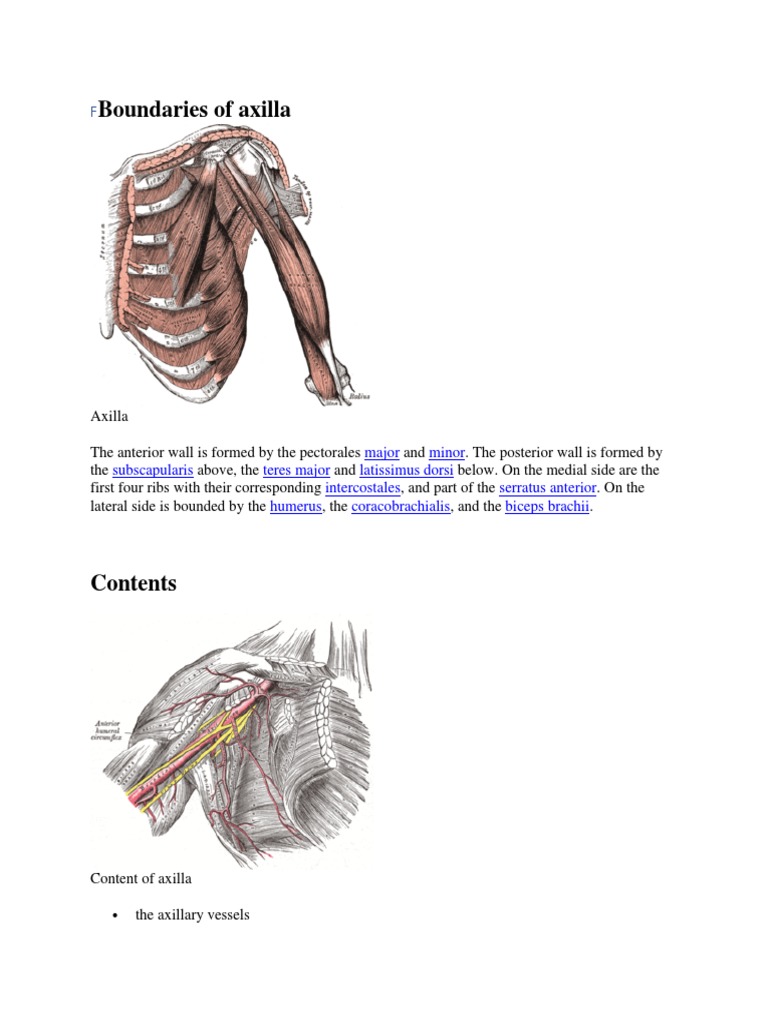 Fossa Axillaris | PDF