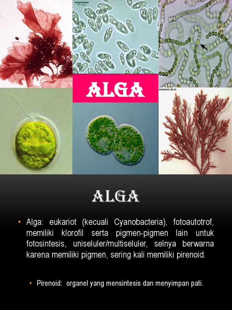 Alga | PDF