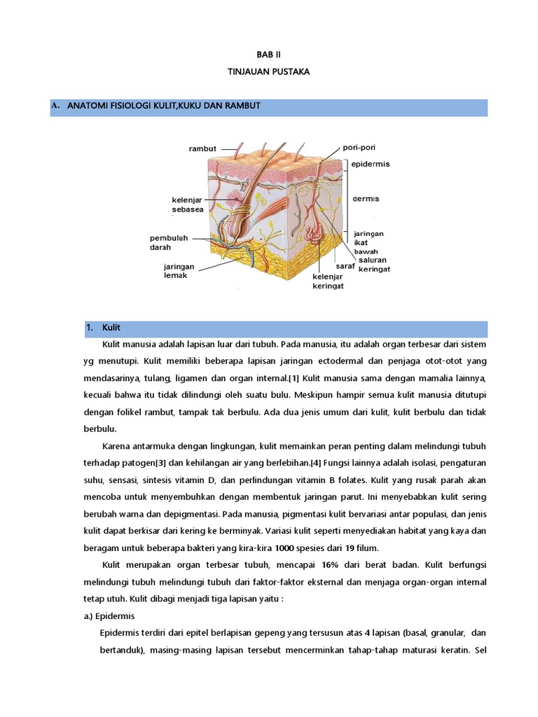 Anatomi dan Fungsi Kulit, Rambut, dan Kuku | PDF | Ilmu Sosial