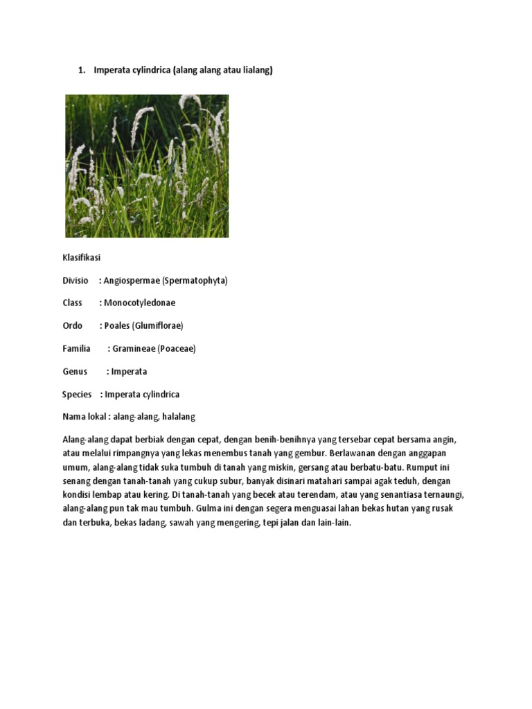 Imperata Cylindrica (Alang Alang Atau Lialang) | PDF