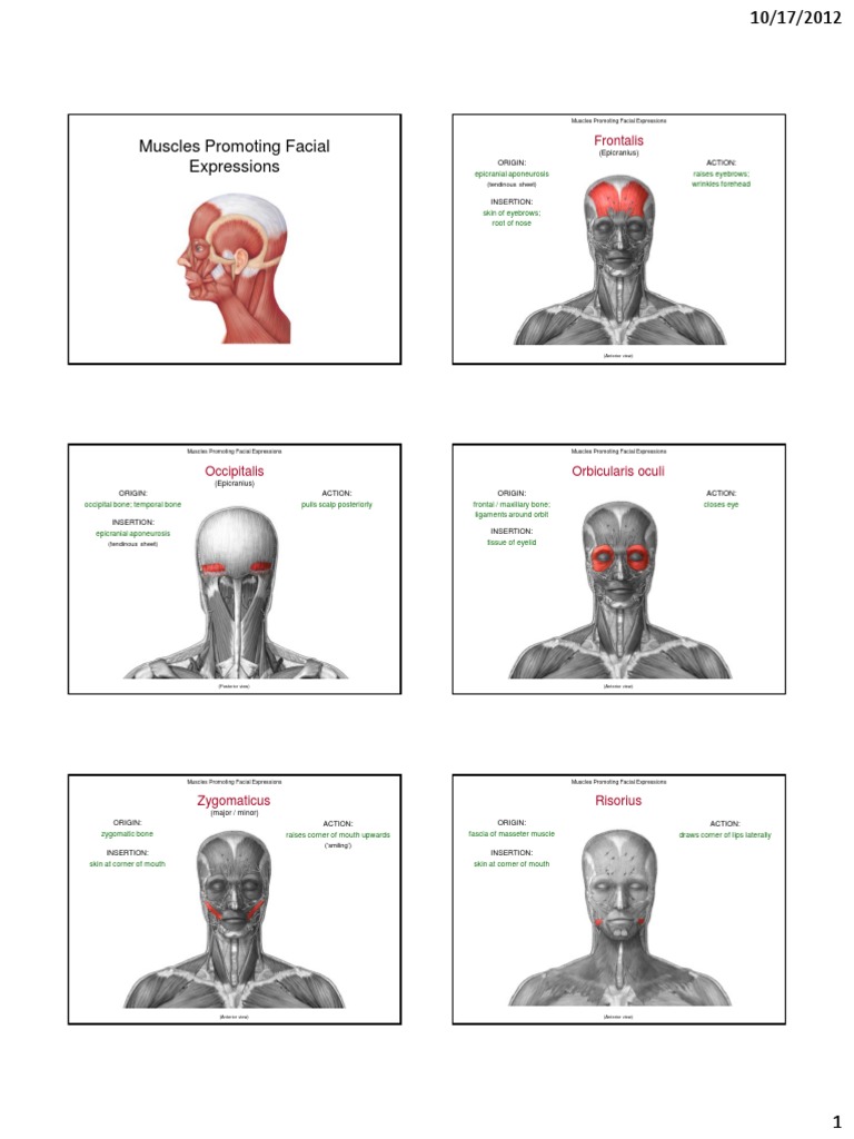 Muscles of The Head, Neck & Trunk (ADAM) | PDF | Pelvis | Abdomen