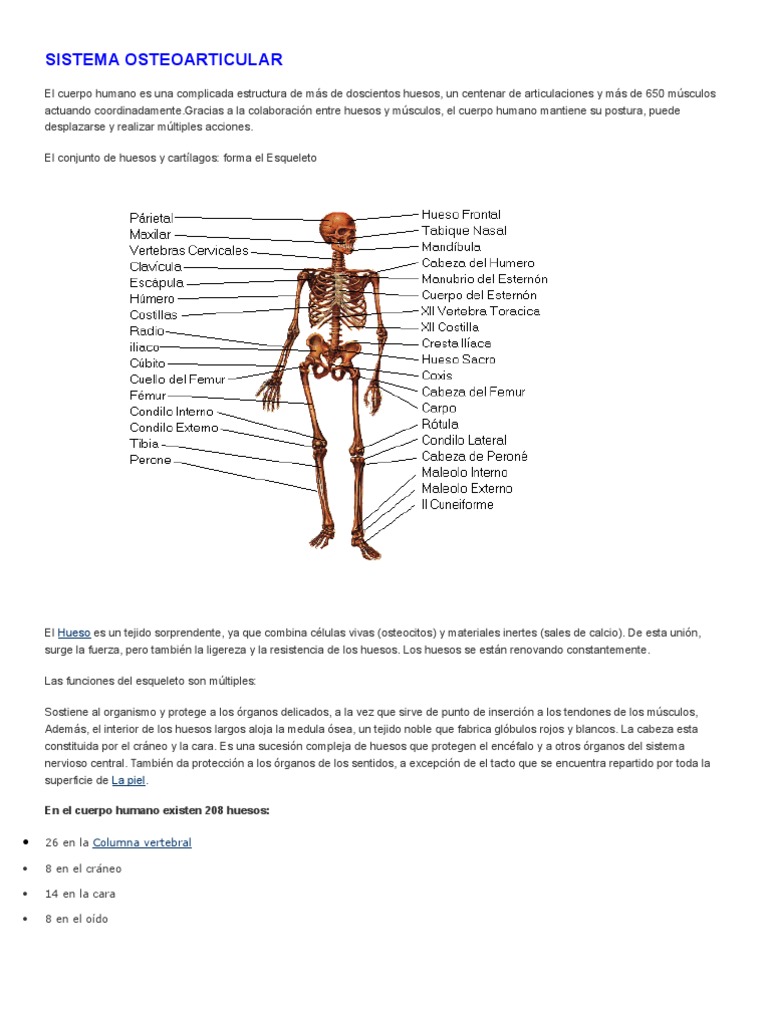 Esqueleto Axial | PDF | La columna vertebral | Hueso