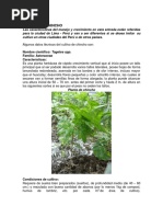 Sacha Culantro | PDF | Hierbas y especias | Alimentos