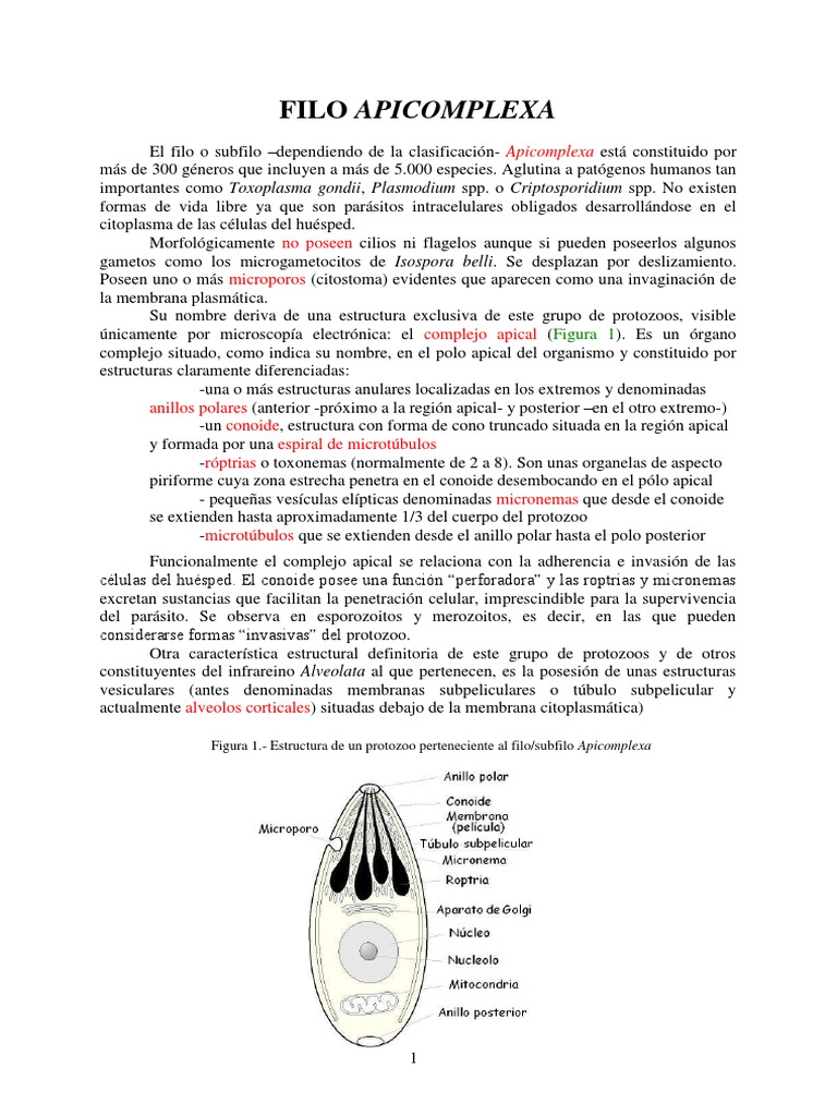 Apicomplexa | Biología | Bienestar