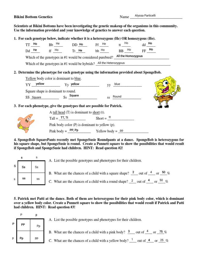 Alyssa Particelli - Spongebob Genetics 1 | PDF | Genotype | Dominance ...