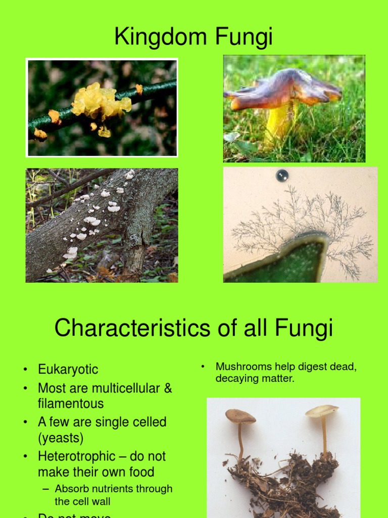 Fungi | PDF | Fungus | Organisms