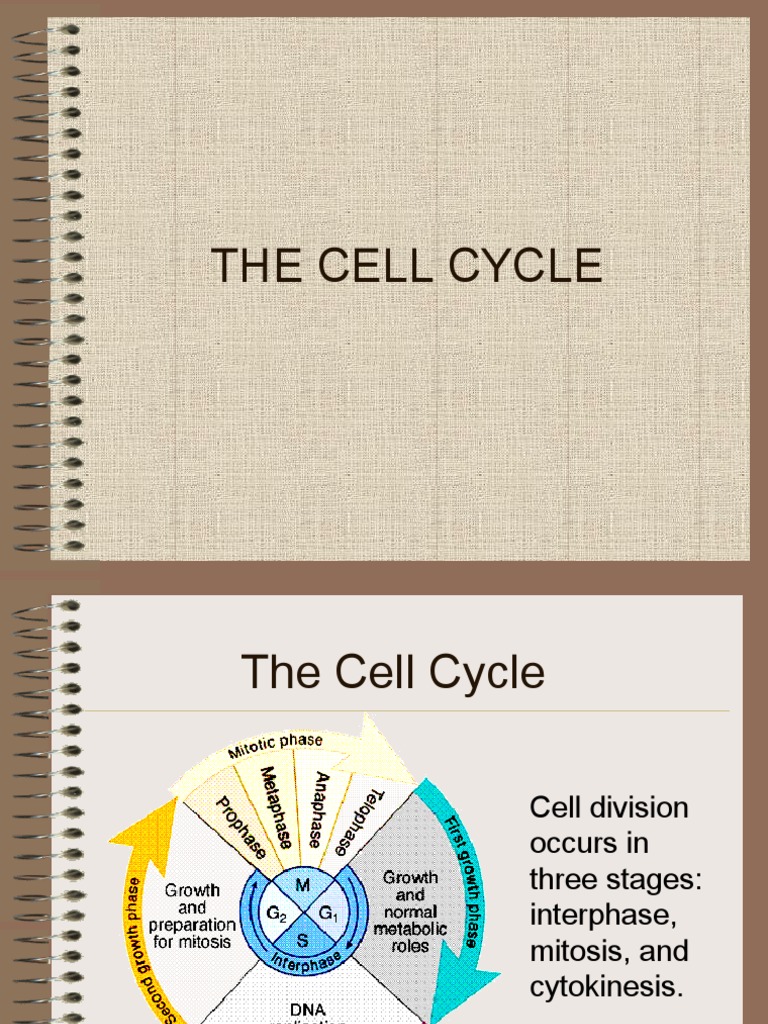 Cell Cycle | PDF | Mitosis | Chromosome