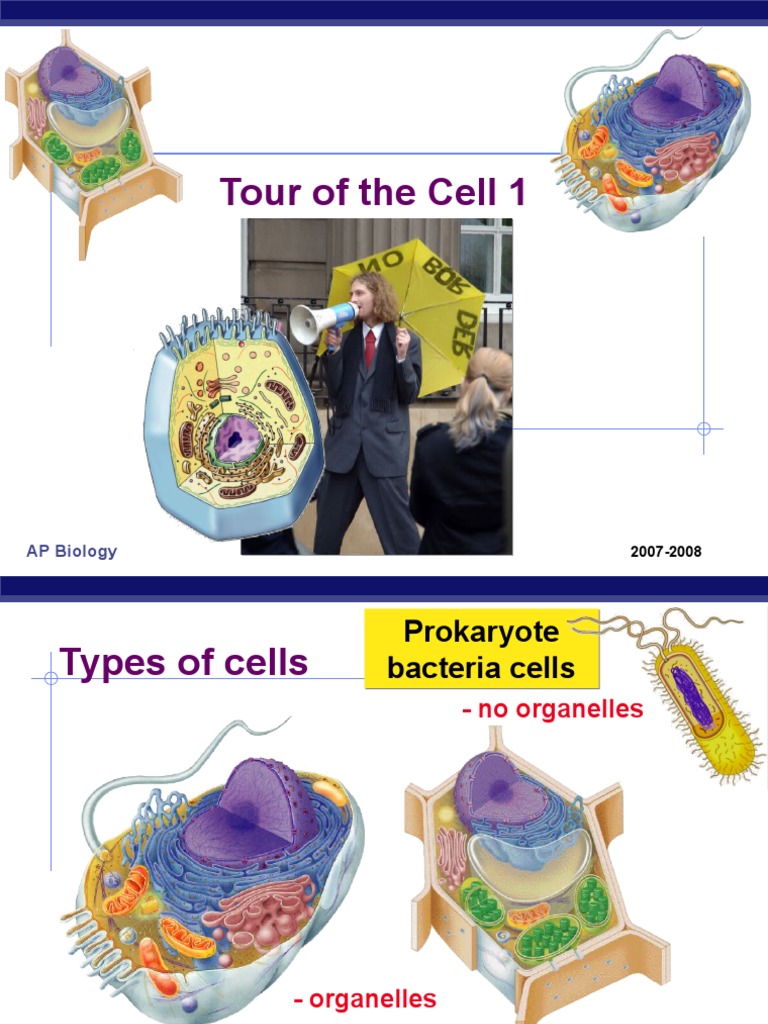 Organelles Part 1-Making Proteins | PDF | Endoplasmic Reticulum | Cell ...