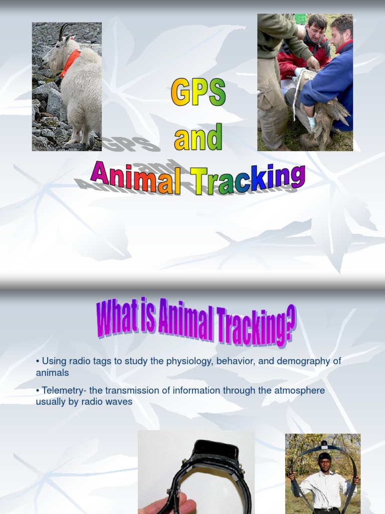 Animal Tracking and Global Positioning System | PDF | Radio | Global ...