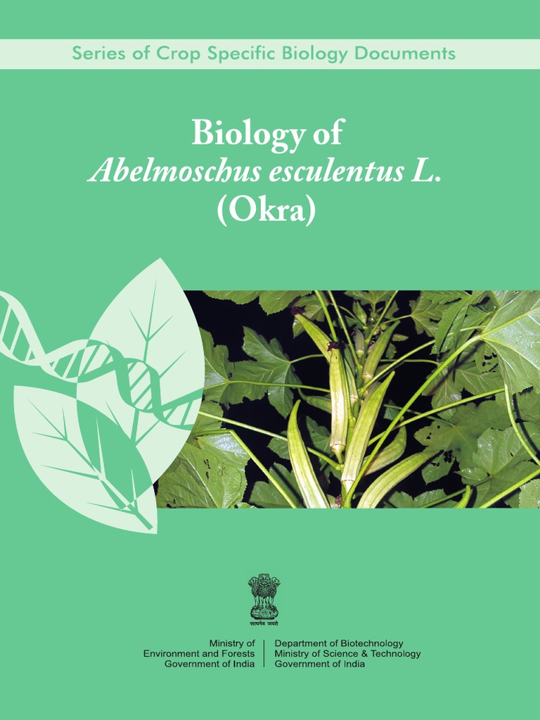 Biology - of - Okra 1 PDF | PDF | Flowers | Pollination