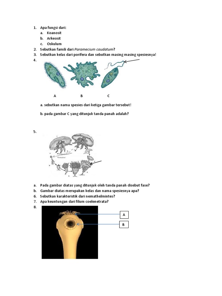 Soal Ujian Praktikum Zoologi Invertebrata 2018 | PDF