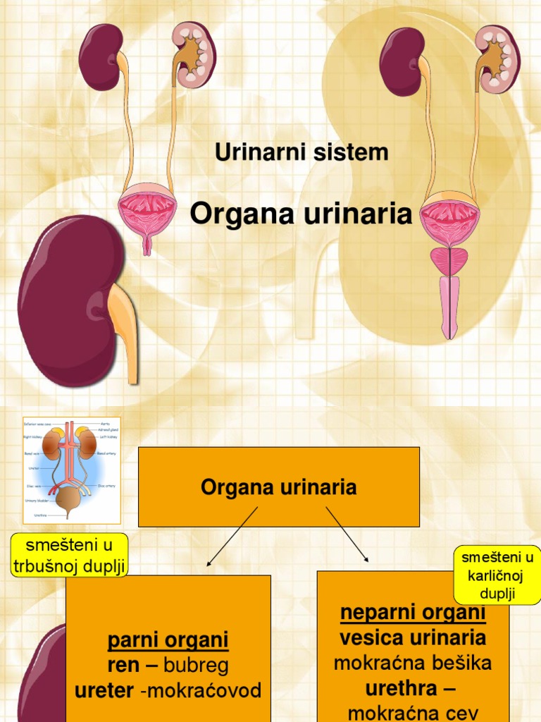 Vanredni Urinarni Sistem | PDF