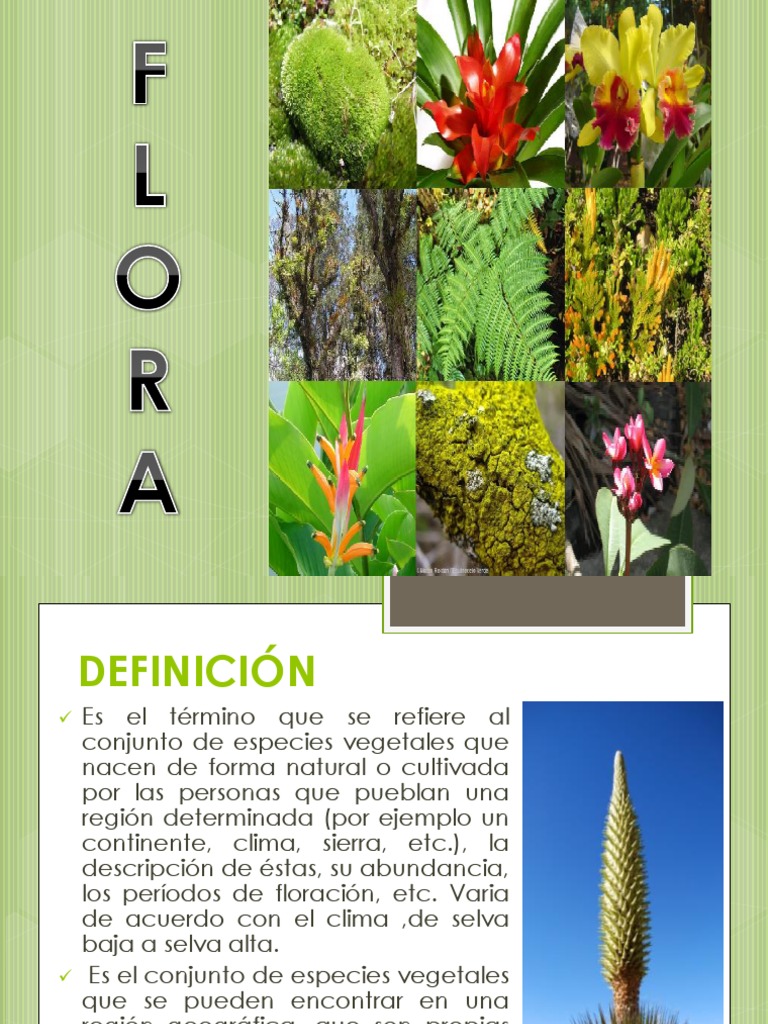 Definición y Tipos de Flora | PDF | Flora | Contaminación
