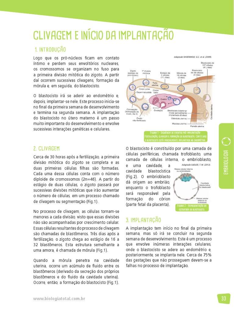 Clivagem e implantação do blastocisto | PDF | Placenta | Processos ...