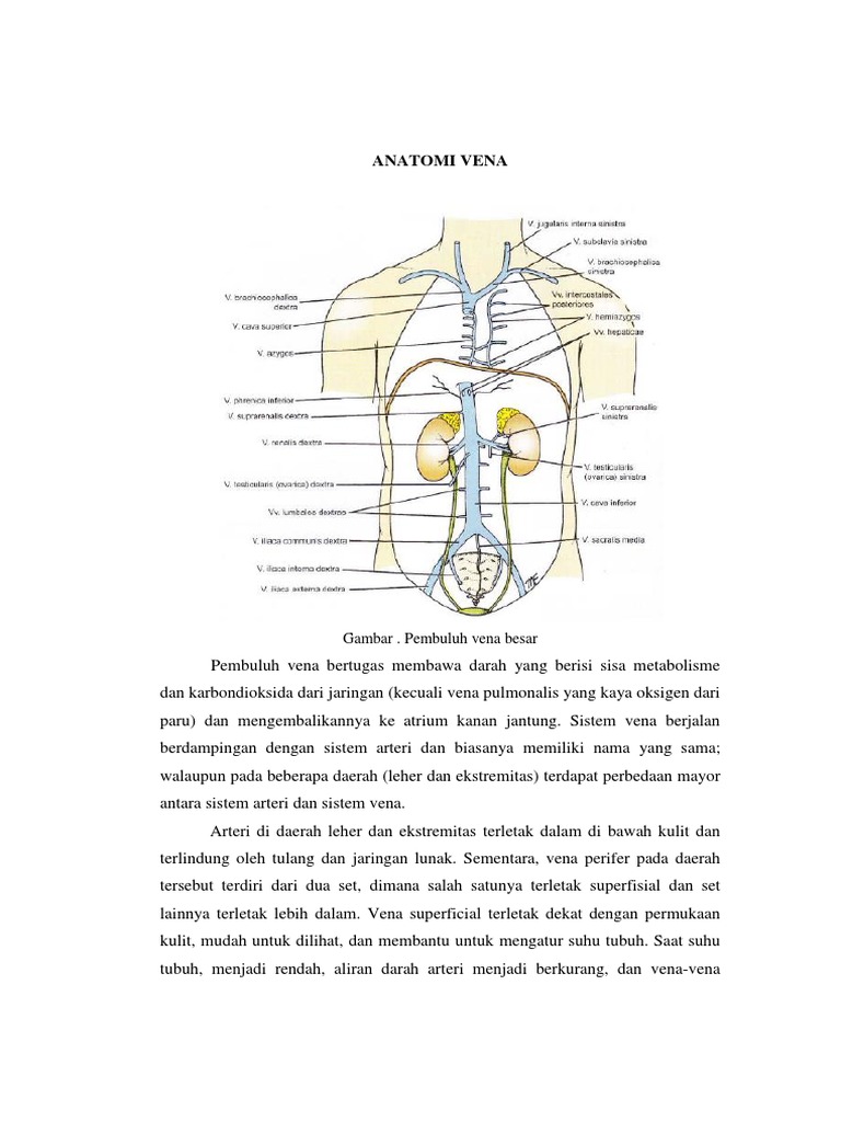 Anatomi Vena | PDF