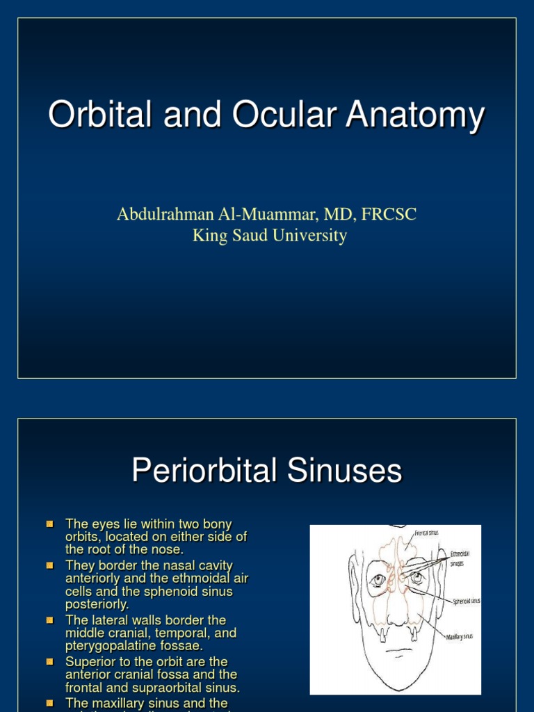 Orbital Anatomy | Facial Features | Primate Anatomy