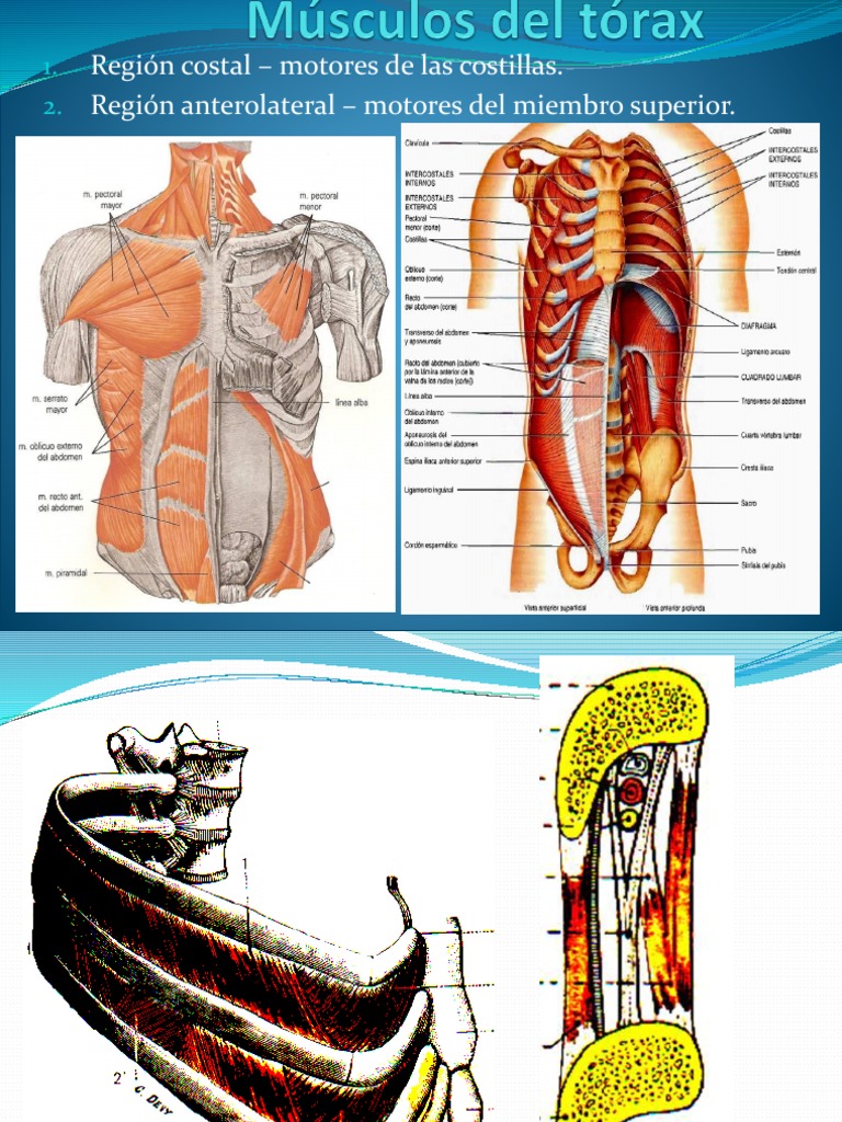 Musculos Del Torax | PDF | Tórax | Fisiologia Animal