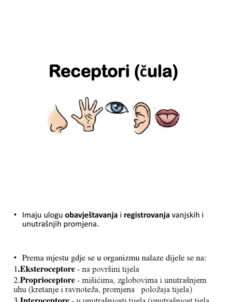 Receptori (Čula) | PDF