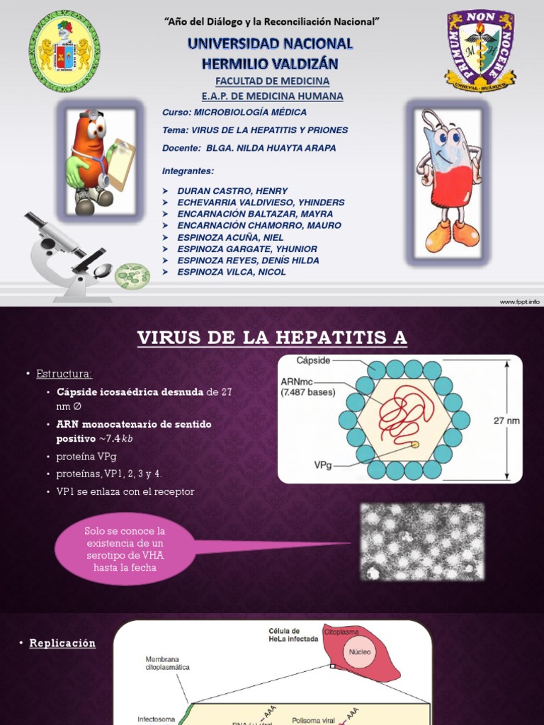 S8 - Diapositivas | PDF | Hepatitis | Virus de la hepatitis C