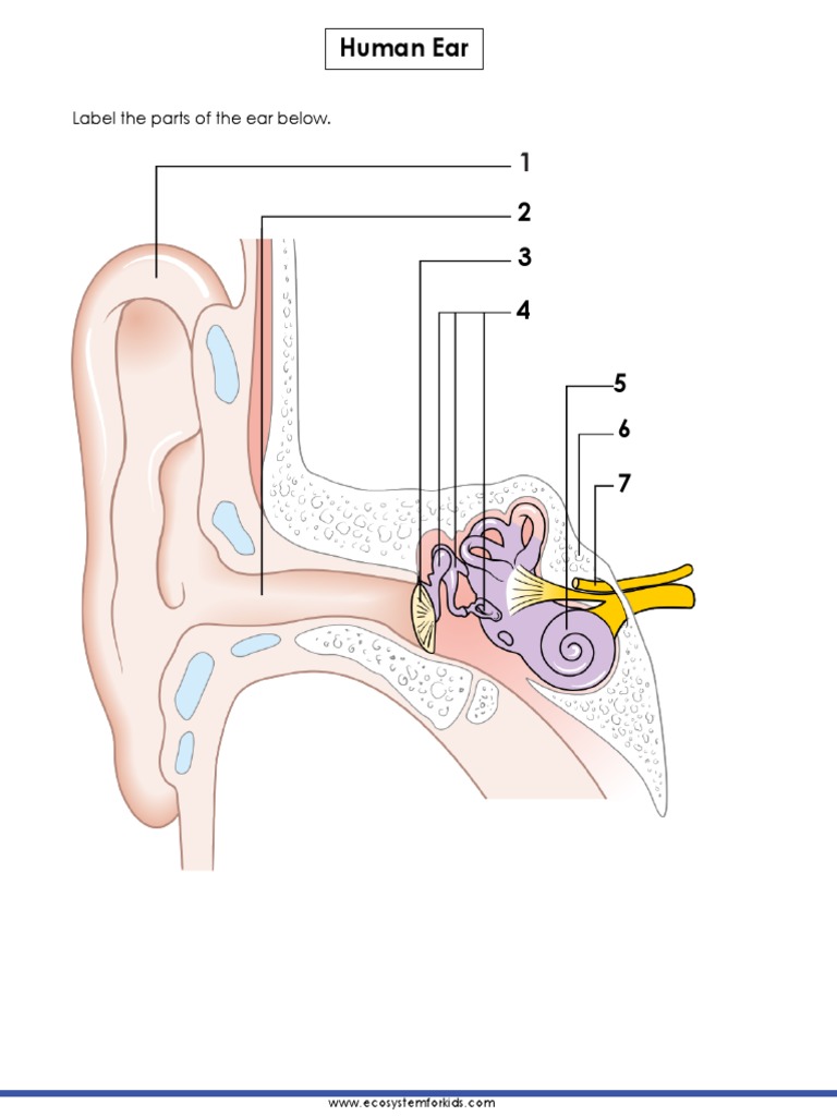 Human Ear: Label The Parts of The Ear Below | PDF