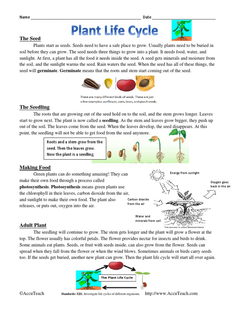 Life Cycle of A Plant Reading Comprehension PDF | PDF | Business