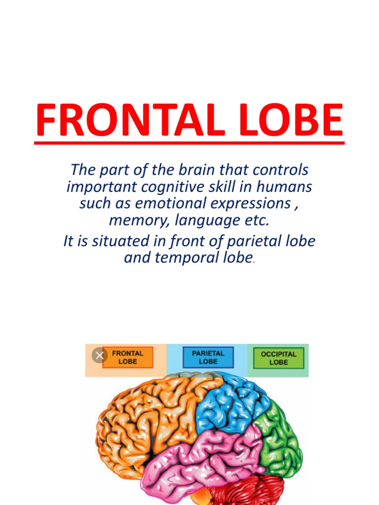 Frontal Lobe | PDF