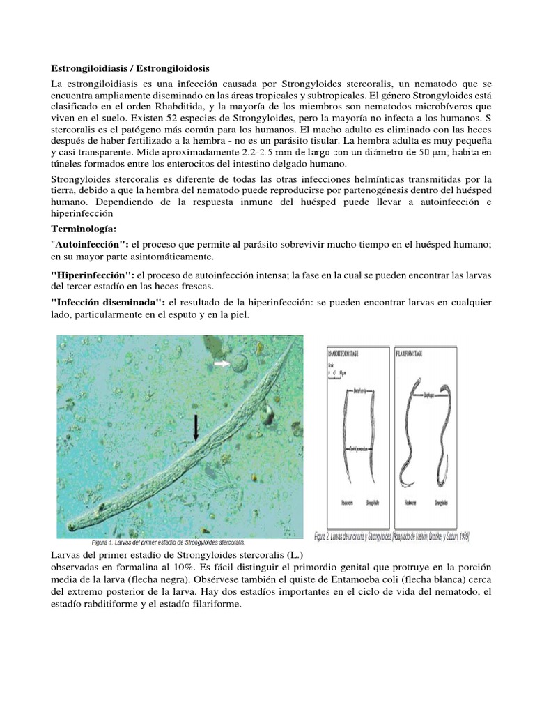 Estrongiloidiasis | PDF | Medicina | Medicina CLINICA