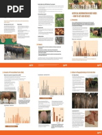 Beef Cow Synchronization Protocols | PDF | Cattle | Land Management