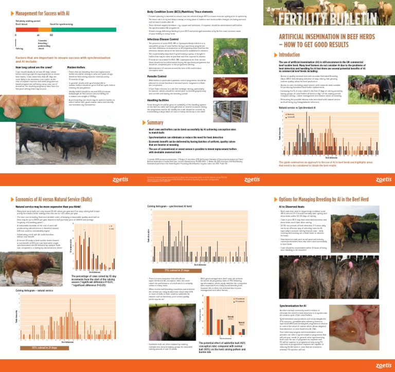 Zoetis Fertility Bulletin Beef Ai | PDF | Calf | Cattle