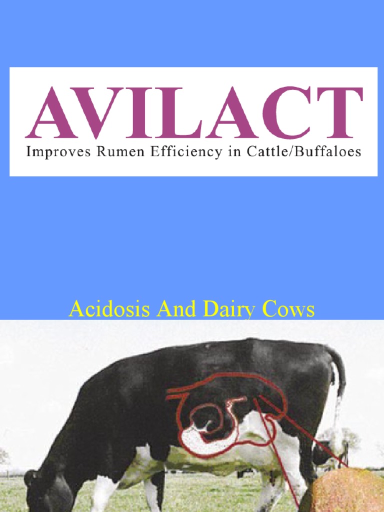 Understanding and Managing Acidosis in Dairy Cows Through Proper Diet ...