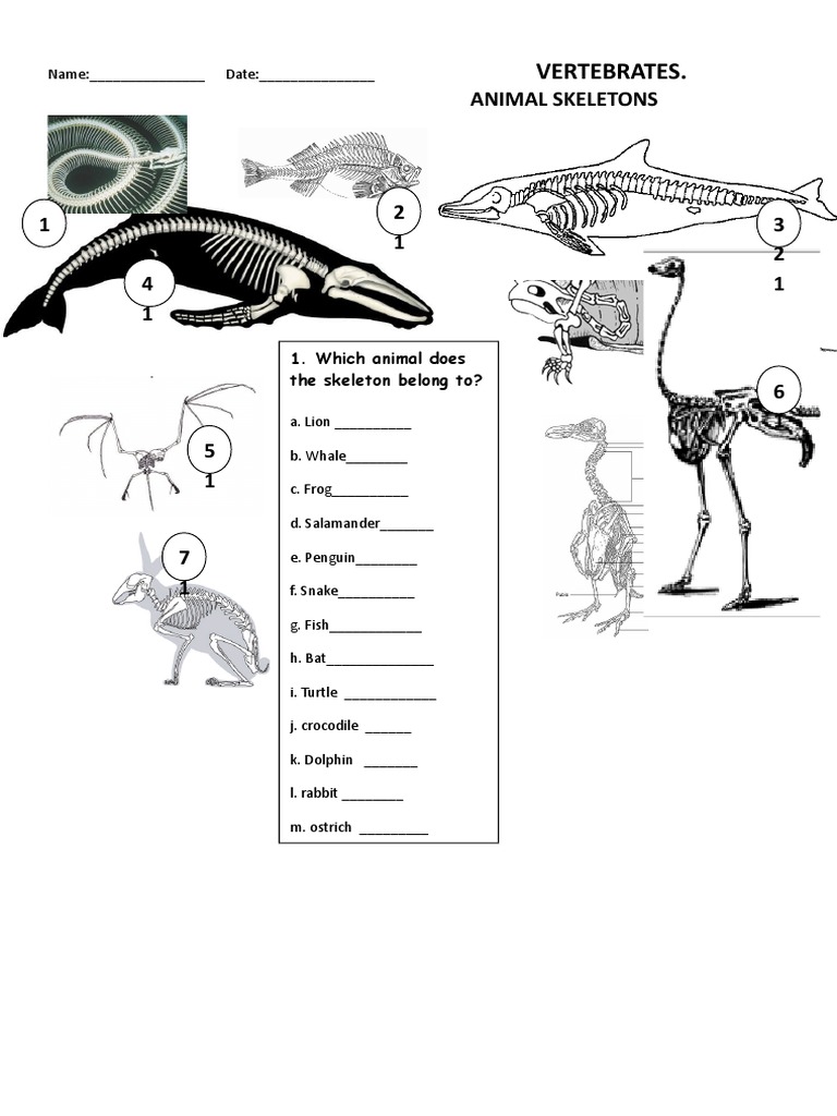 Animal Skeletons | PDF