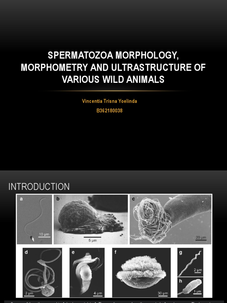 Spermatozoa Morphology, Morphometry and Ultrastructure of Various | PDF ...