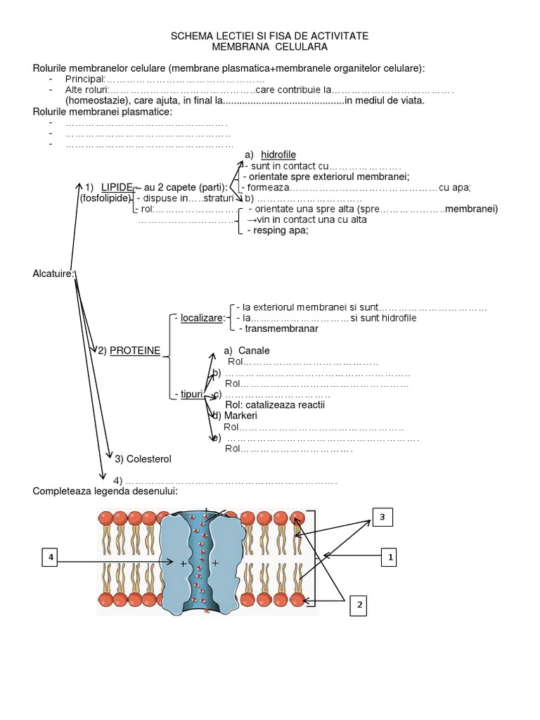 Schema Membrana | PDF