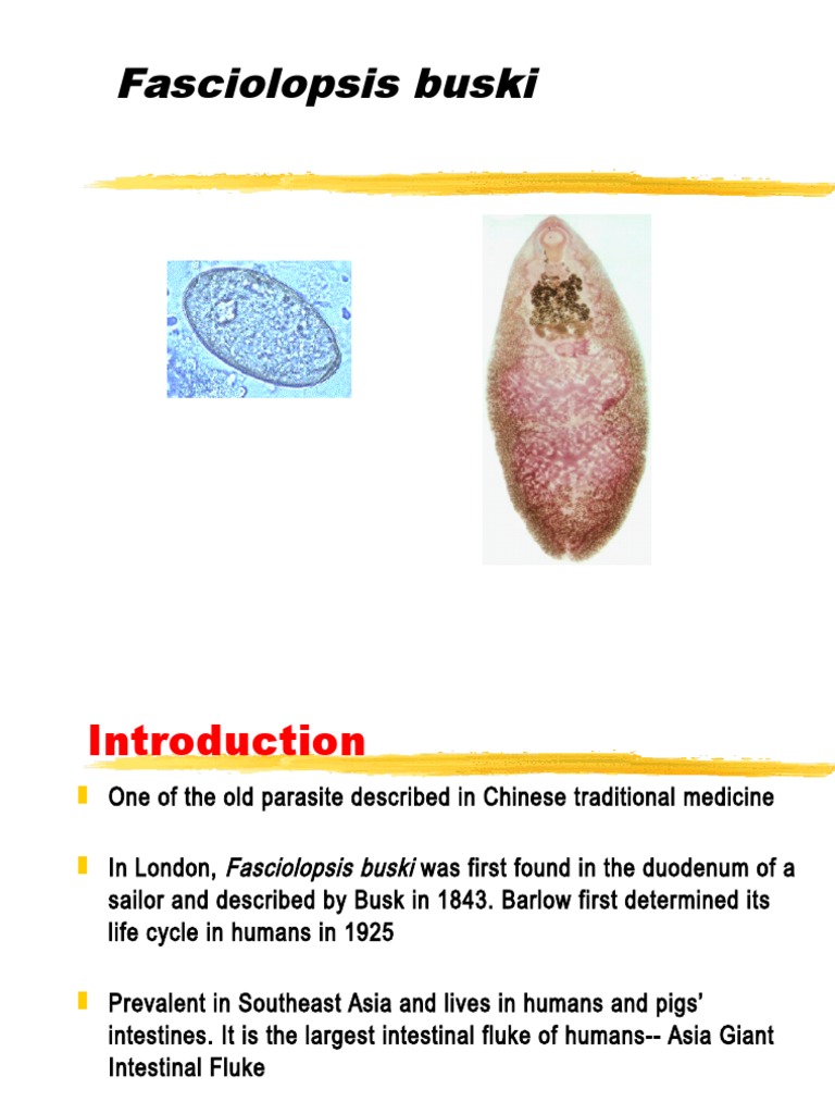 Fasciolopsis Buski | PDF | Human Feces | Parasitology