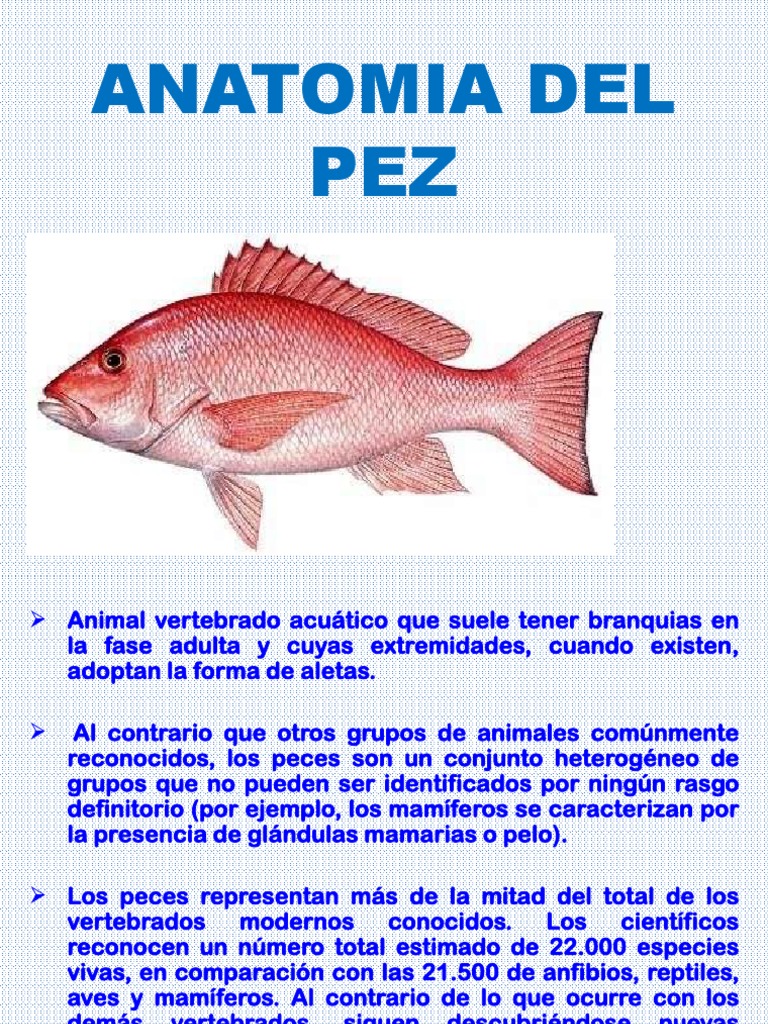 Anatomía y características de los peces | PDF | Diente | Pescado