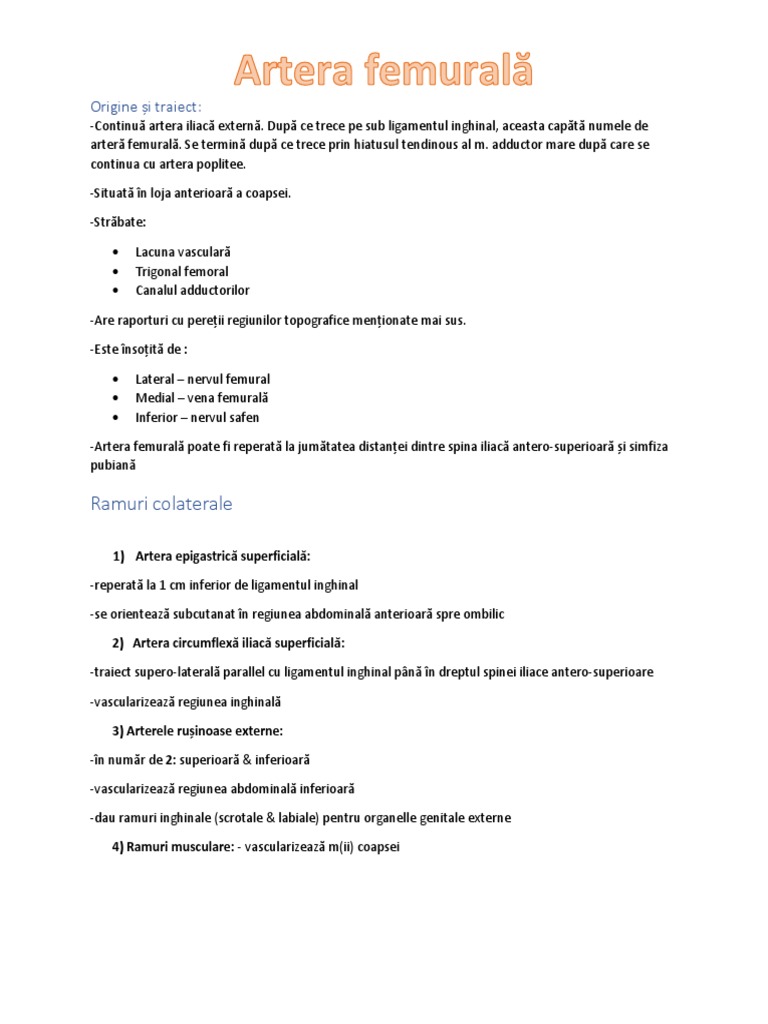 Artera Femurală | PDF