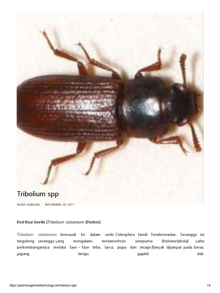 Tribolium SPP - Biologi, Siklus Hidup, Ekologi Serta Kepentingan ...